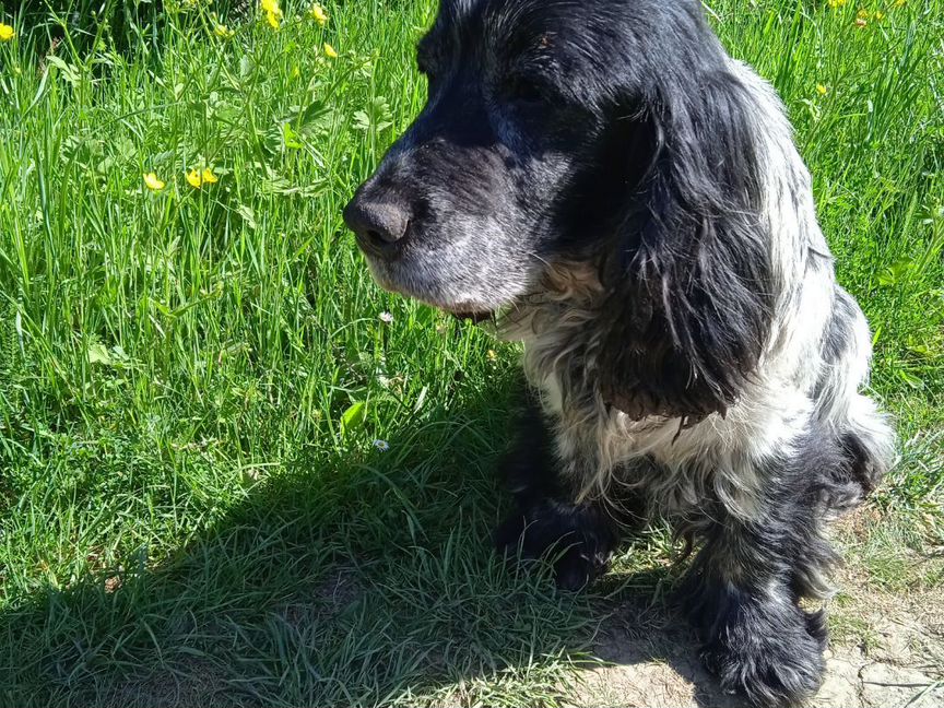 Брошенный спаниель