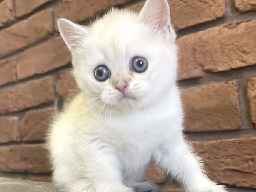 Шикарная Кошечка 2 мес Шиншилла пойнт