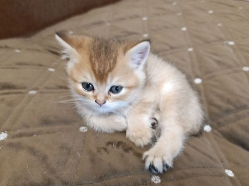Кошка шиншила