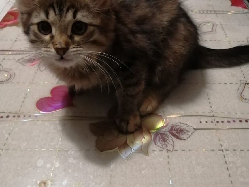 Котёнок в добрые руки приучены к лотку (девочка)