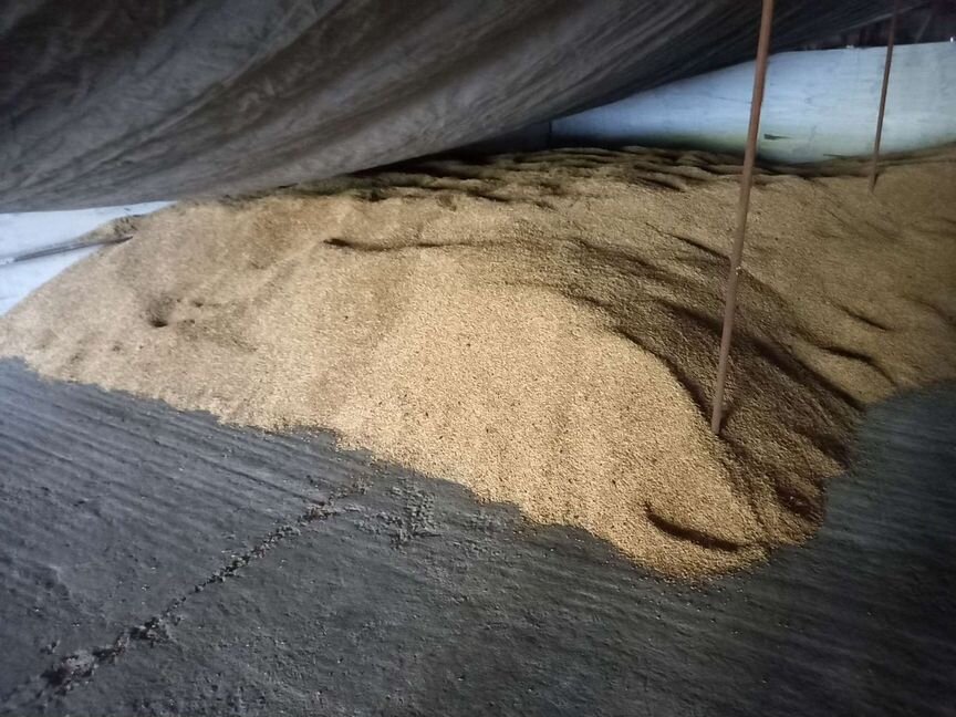 Зерно Ячмень