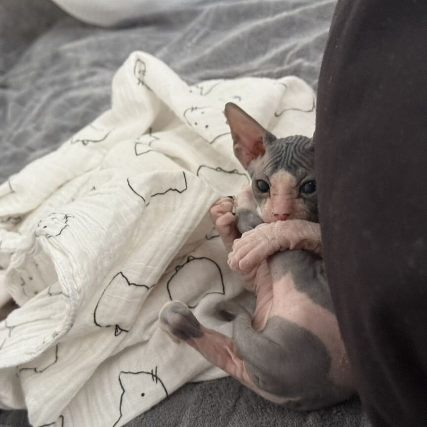 Донской сфинкс котята