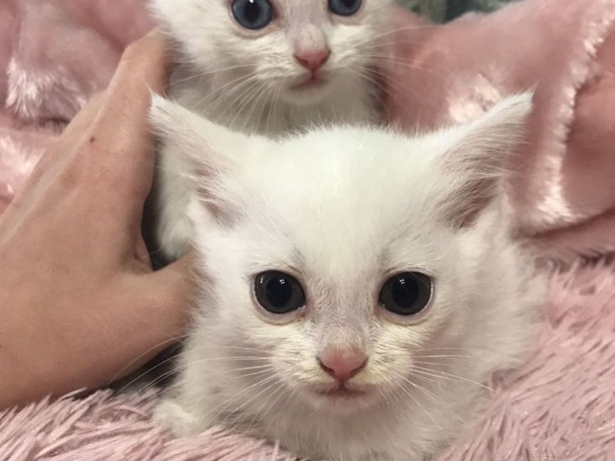 Котята турецкой ангоры