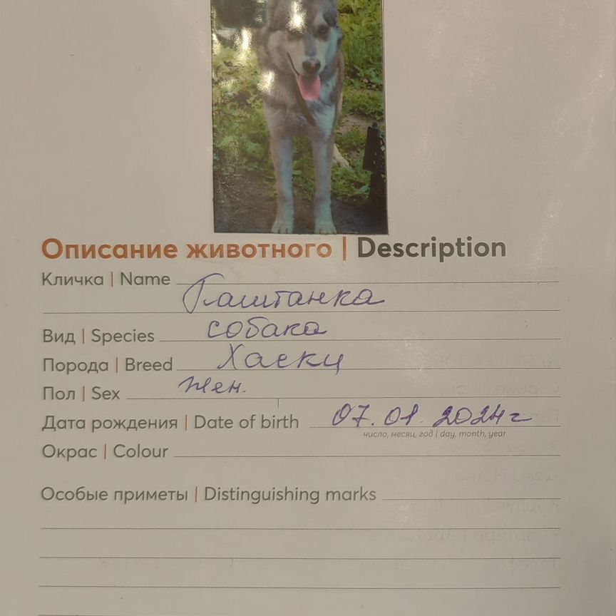Хаски кутята