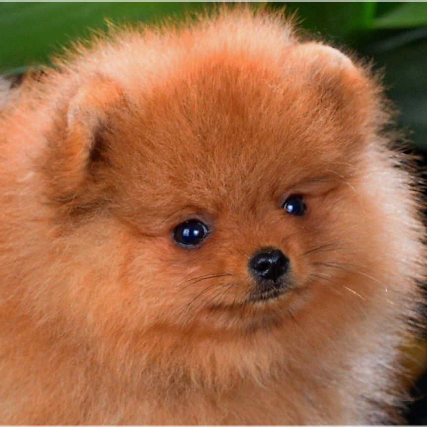 Померанский шпиц - щенки