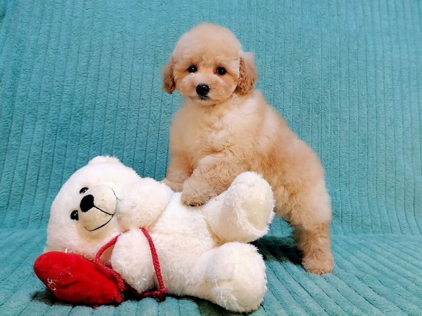 Той пудель мальчик РКФ