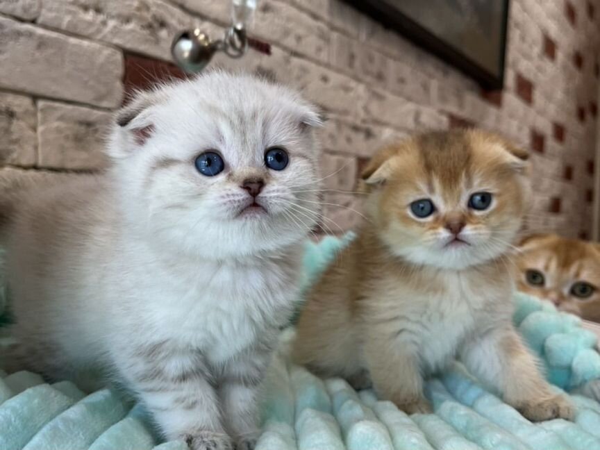 Голубоглазая вислоухая кошечка