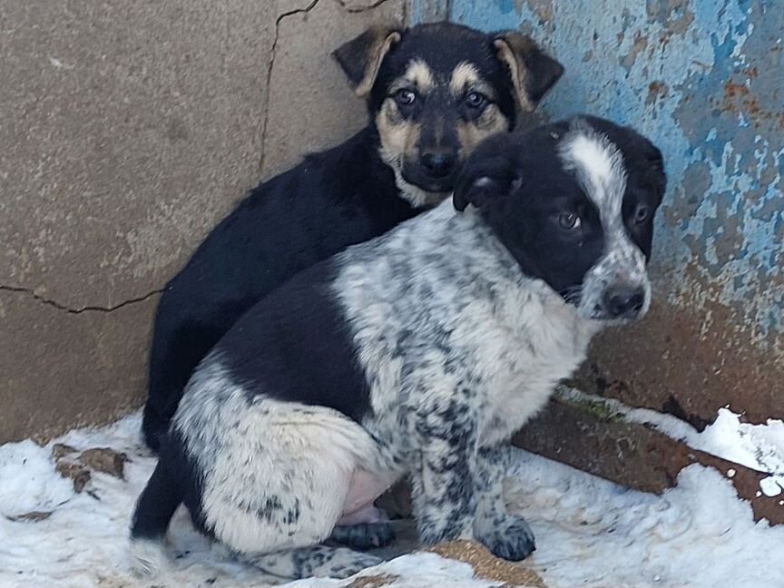 Собака в добрые руки отдам бесплатно