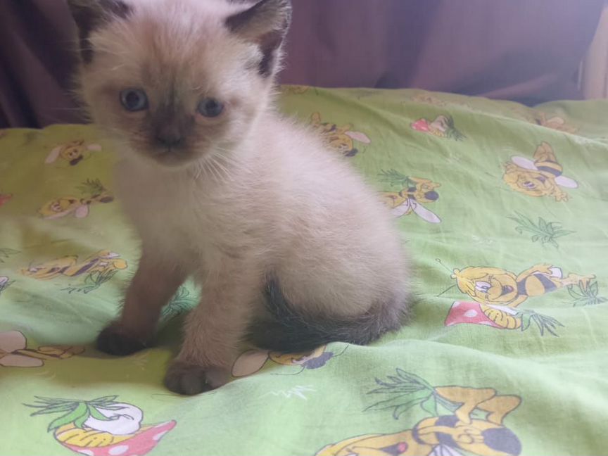 Кошка