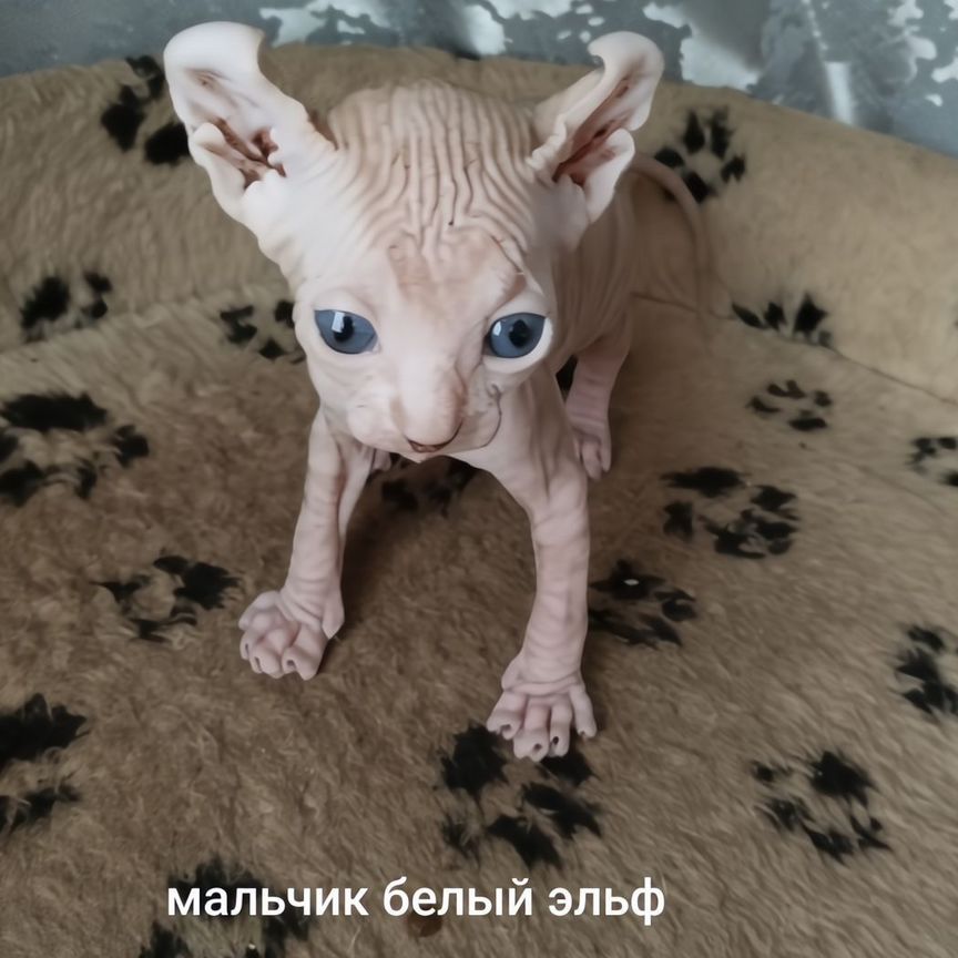 Канадский сфинкс котёнок