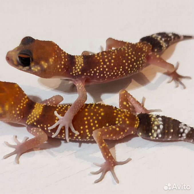 Толстохвостый геккон (Underwoodisaurus Milii)