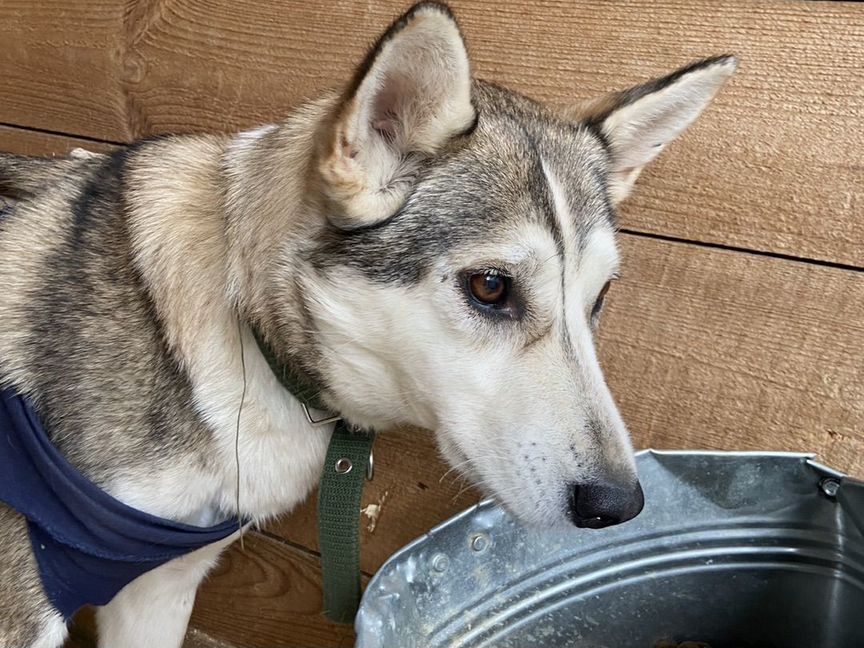 Собака в добрые руки из приюта