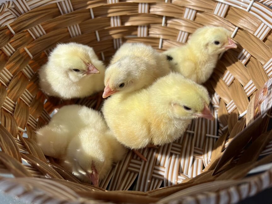 Цыплята Бройлера кобб500