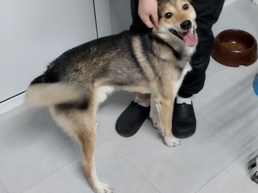 Собака Рэм в добрые руки