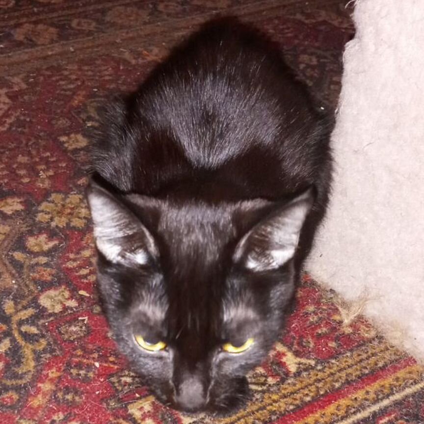 Кошка