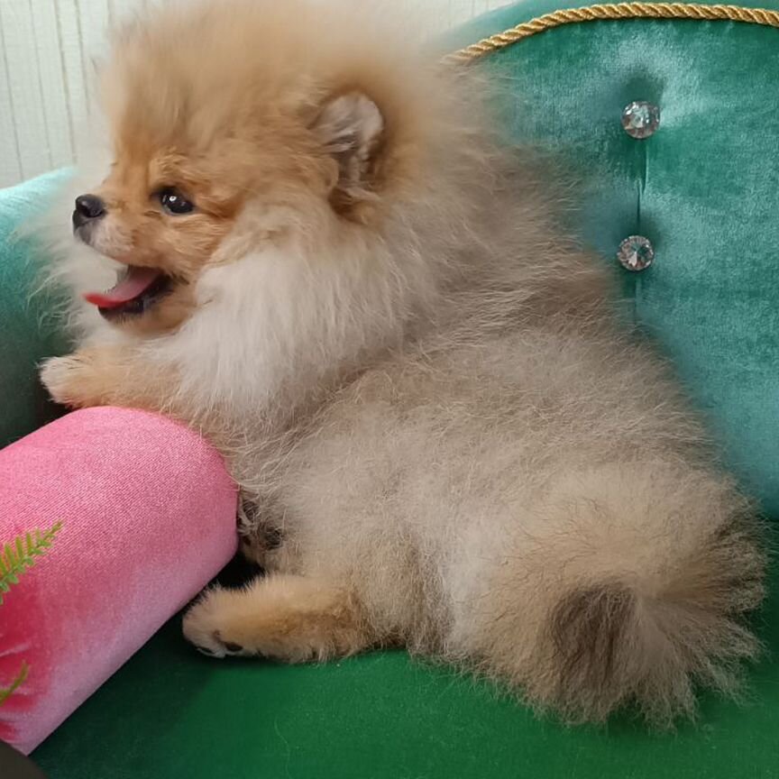 Померанская шпицедевочка