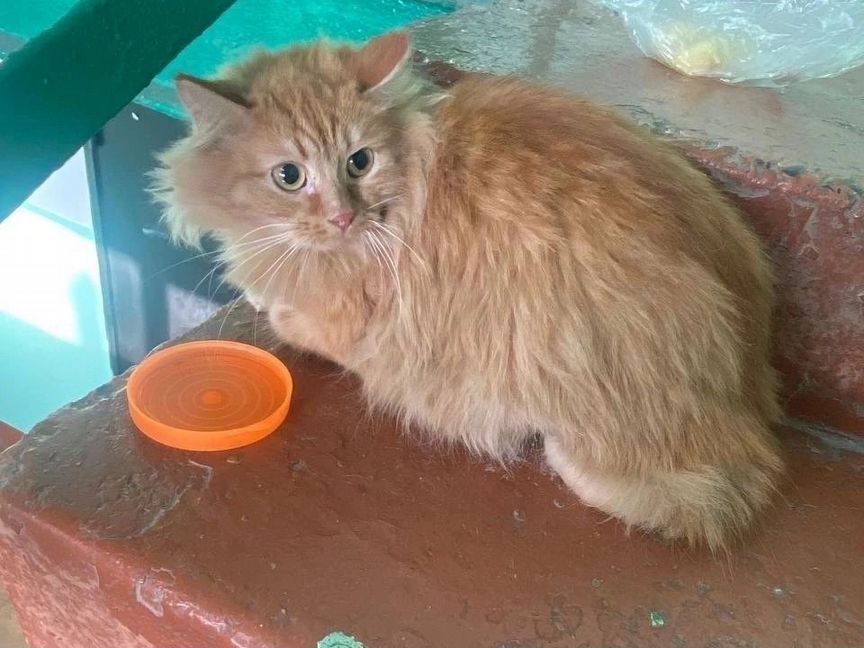 Рыжуля котик ищет Дом