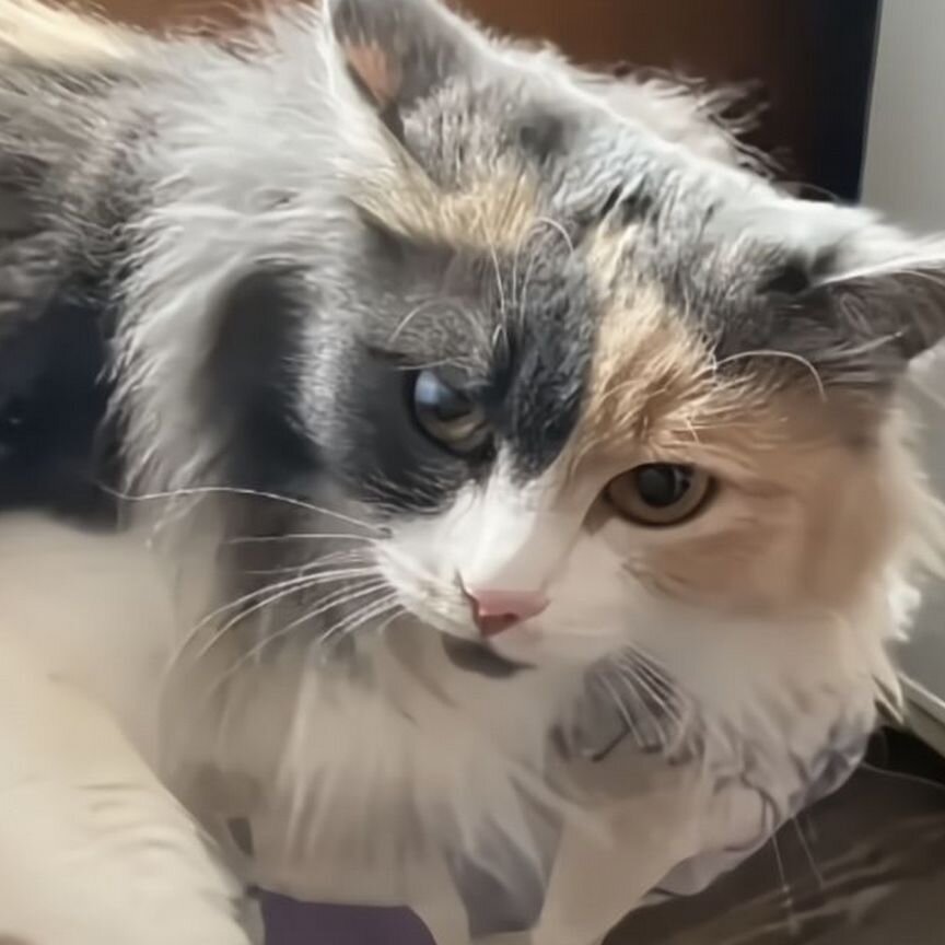 Абиссинская, взрослая кошка