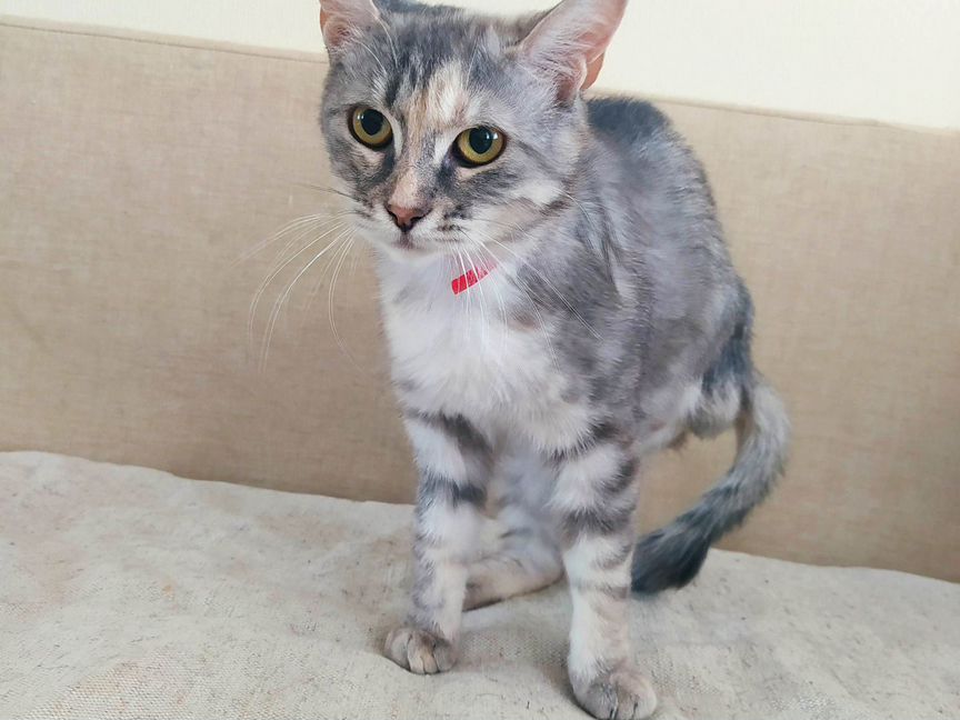 Славный котенок трехлапик)