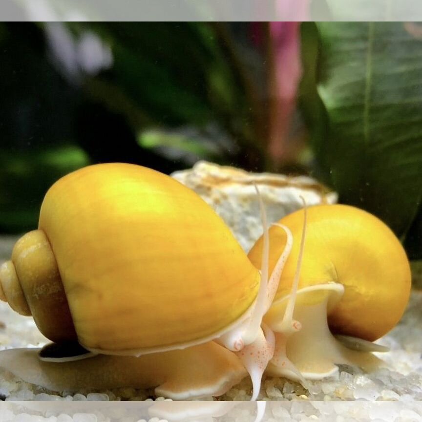 Улитки ампулярии