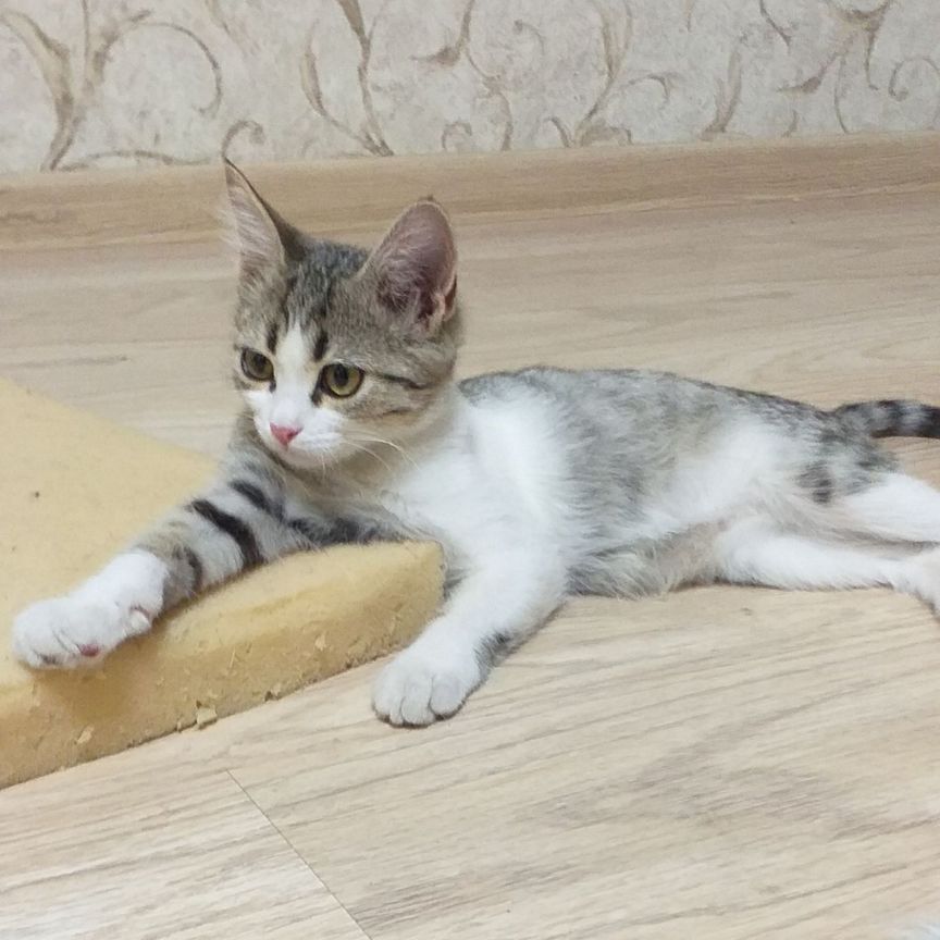 Котята в добрые руки бесплатно
