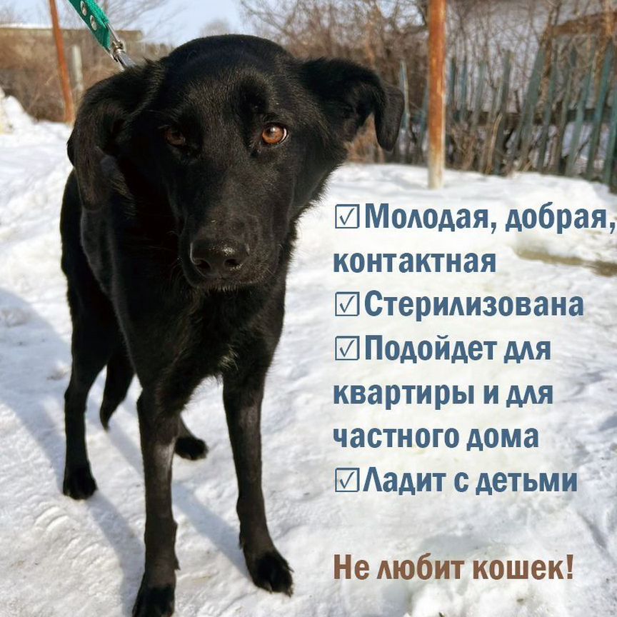 Собака и щенки в добрые руки