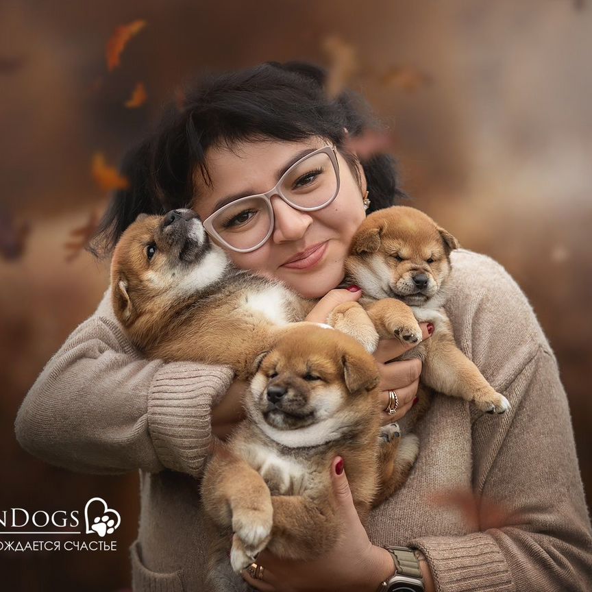 Красивые малыши сиба