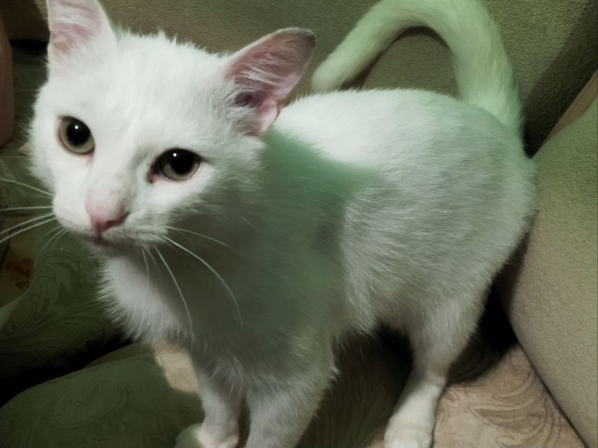 Кошки в добрые руки