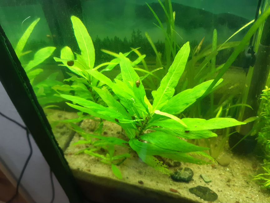 Аквариумные рыбки и растения