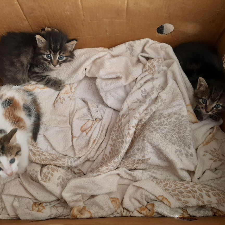 Котята в добрые руки 1 месяц