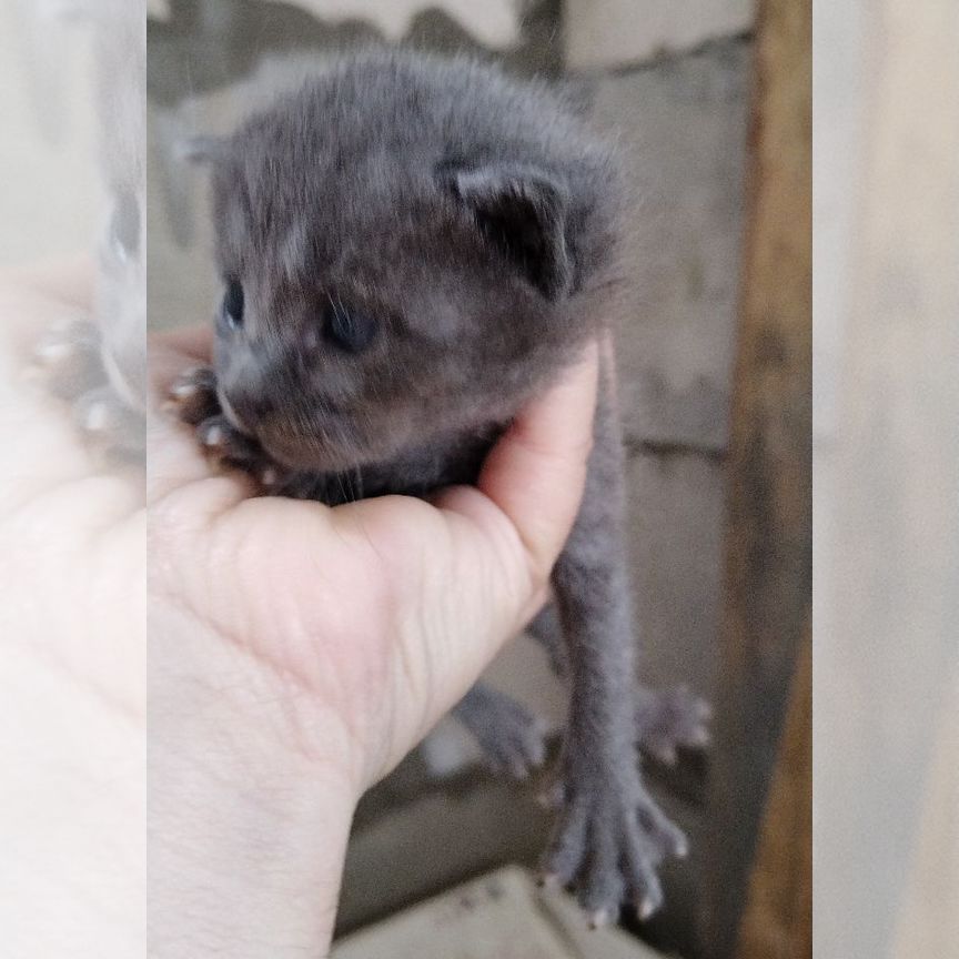Котята в добрые руки бесплатно