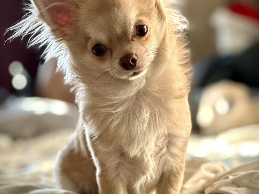 Вязка чихуахуа