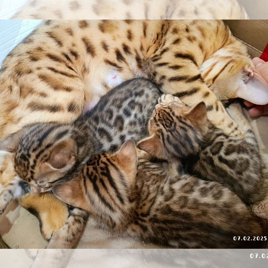 Продам бенгальского котенка