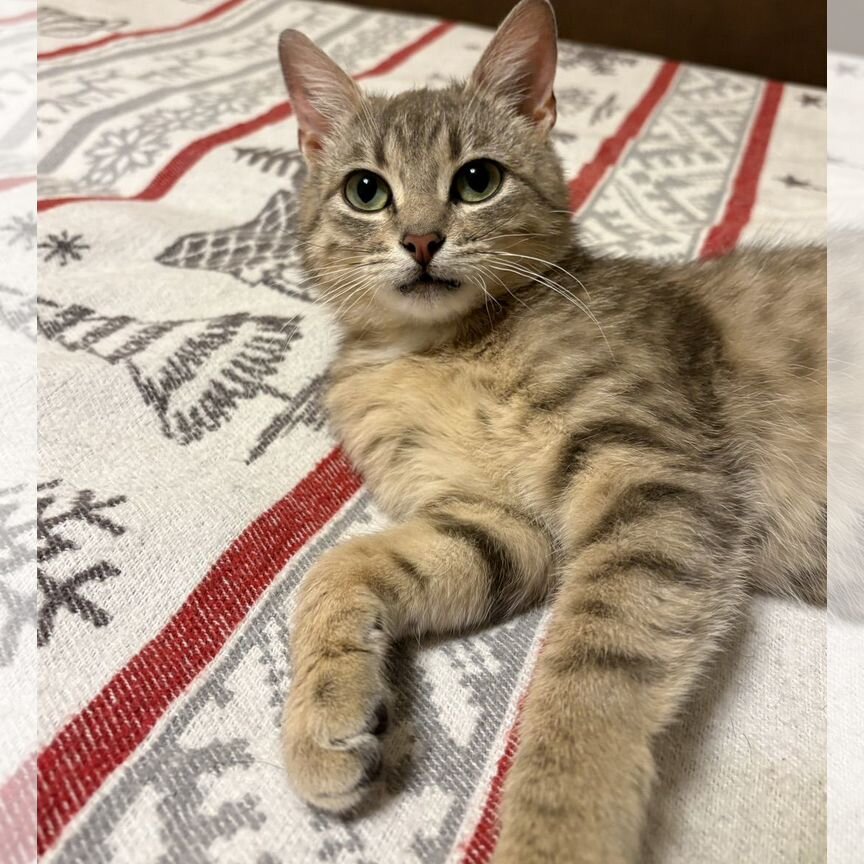 Котёнок в добрые руки