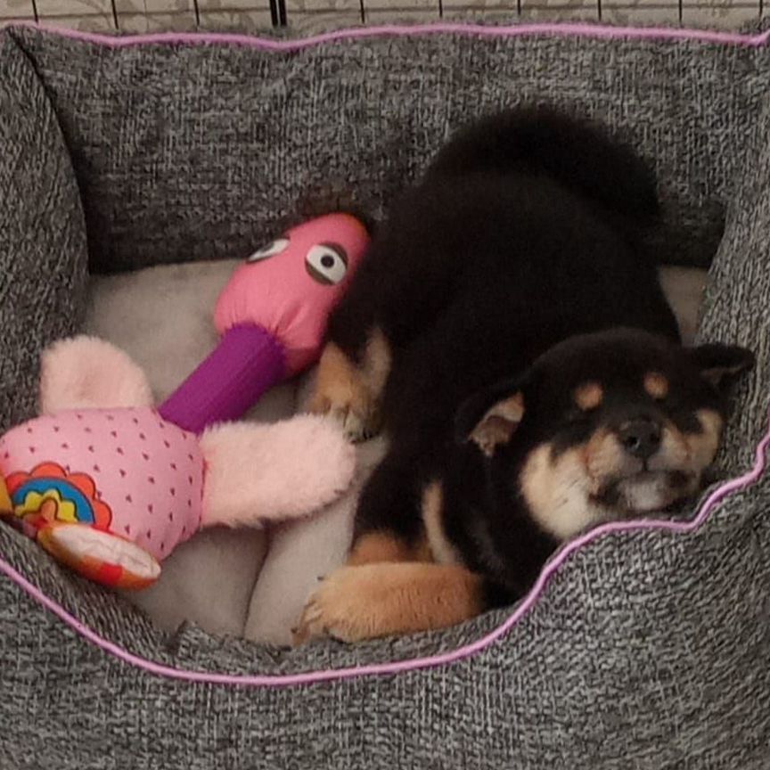 Сиба-ину, щенок