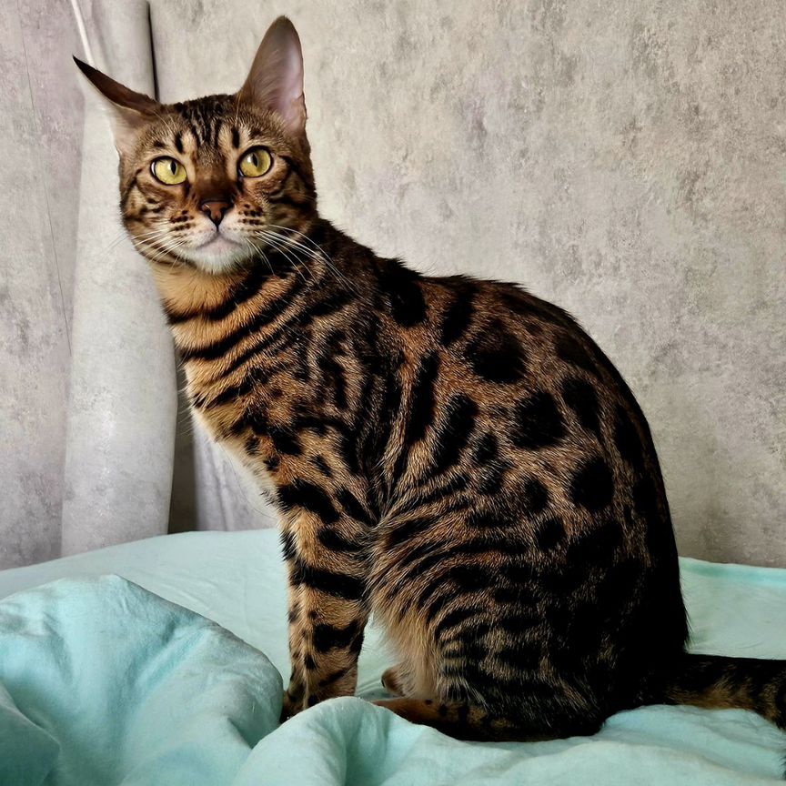 Бенгальская, взрослая кошка