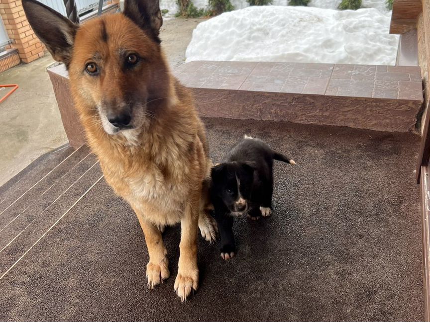 Щенок в добрые руки