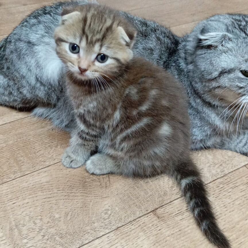 Шотландский вислоухий котенок