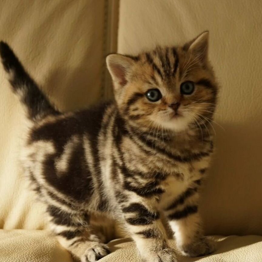 Шотландские котята