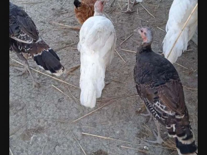 Индюки живым весом