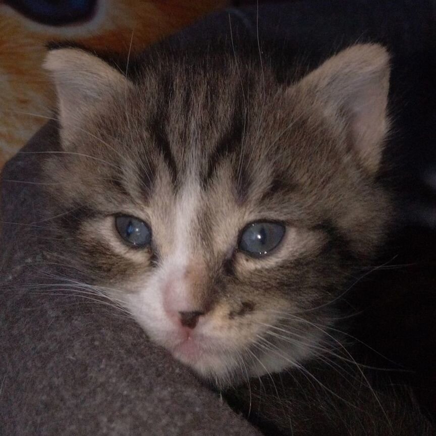 Котята в добрые руки бесплатно