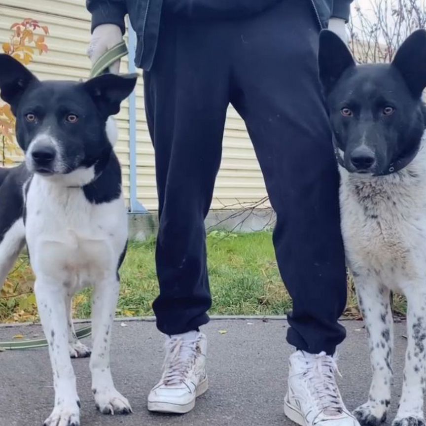 Взрослый пёс в добрые руки