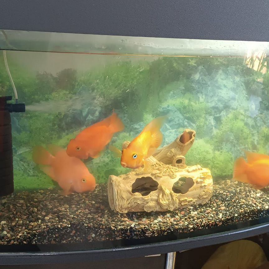 Аквариумные рыбы попугай