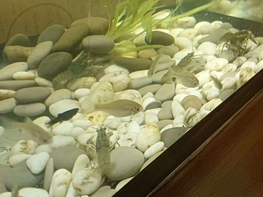 Раки в аквариум