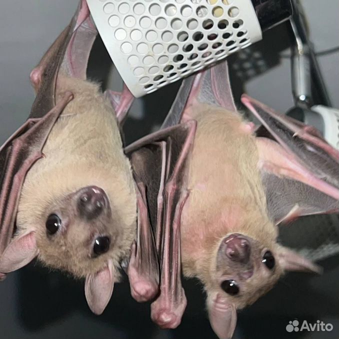 Нильский крылан / египетская летучая собака