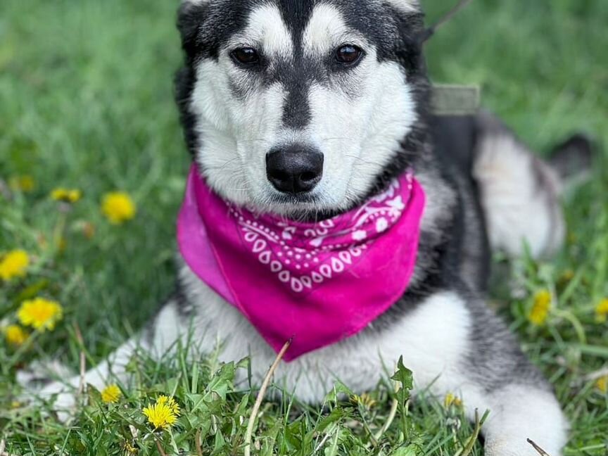 Собака в добрые руки