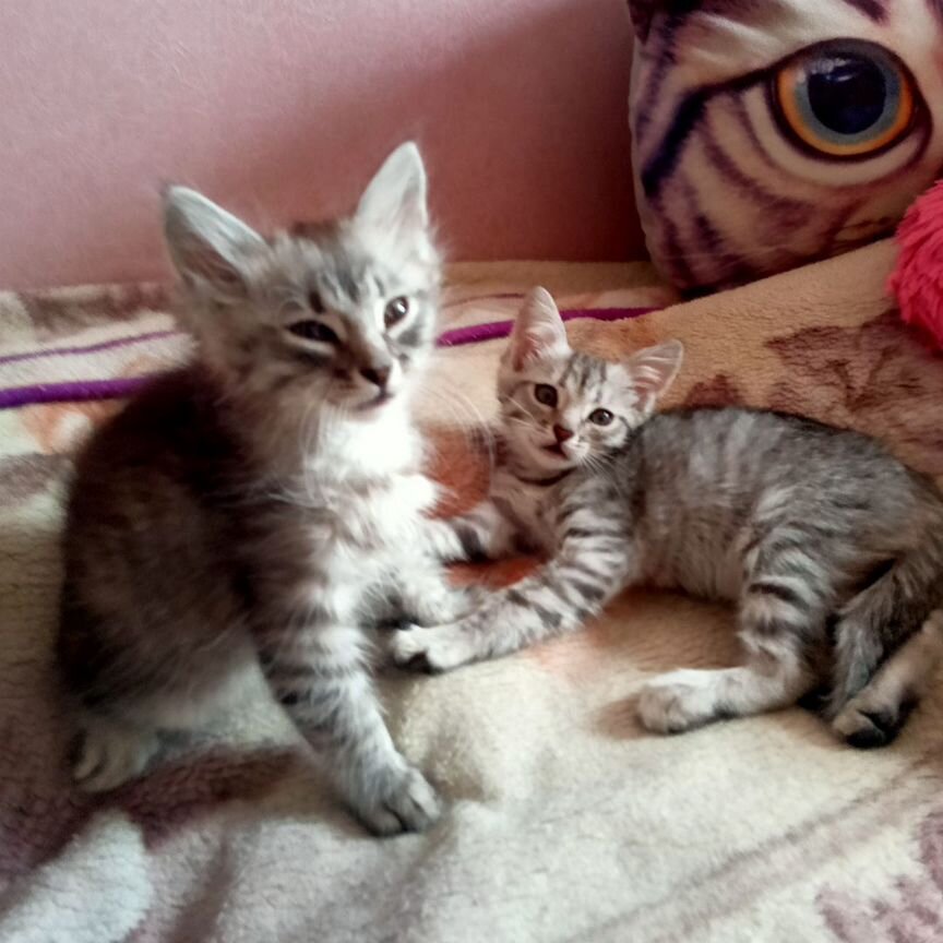 Кошки в добрые руки бесплатно