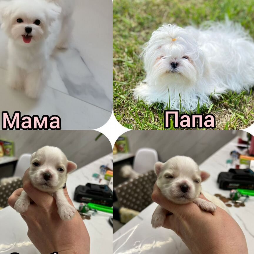 Мальтийская болонка, щенок