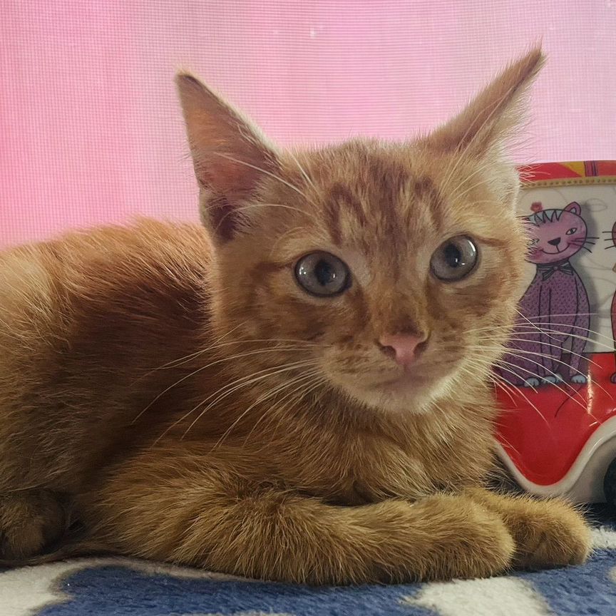 Рыжий котенок в добрые руки