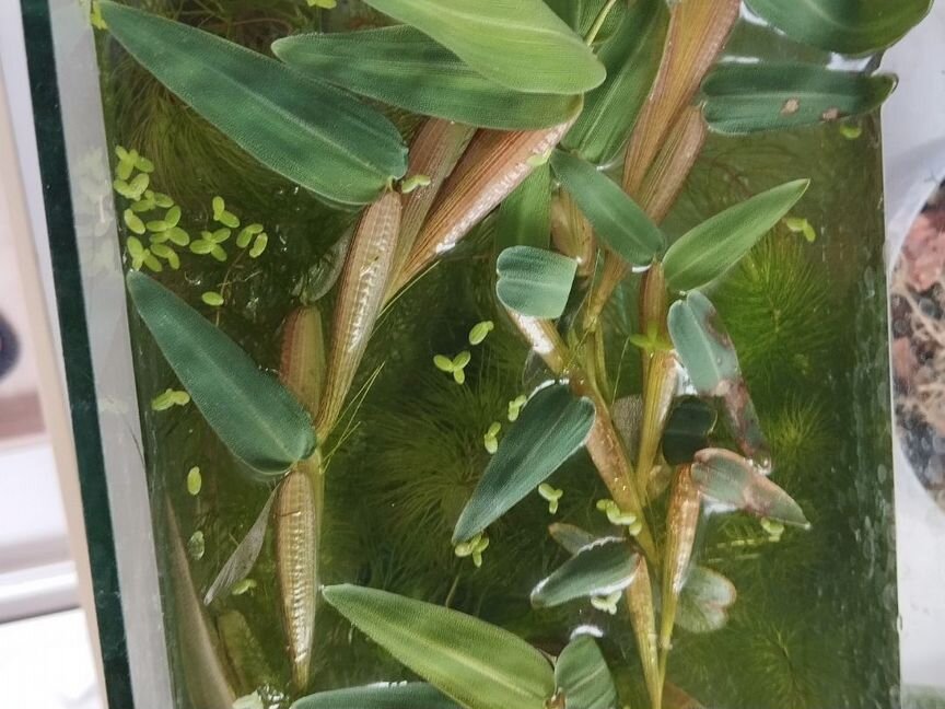 Растения в аквариум набор